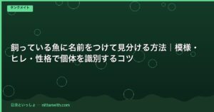 飼っている魚に名前をつけて見分ける方法｜模様・ヒレ・性格で個体を識別するコツ｜日淡といっしょ